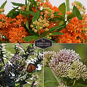 Survival Garden Seeds Milkweed Collection Seed Vault - Butterfly Milkweed, Common Milkweed & Rose (Swamp) Milkweed for Monarchs - Non-GMO Heirloom Seeds for Planting & Growing in a Pollinator Garden