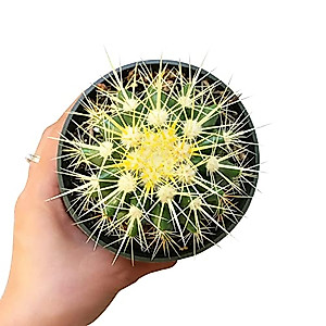SUCCULENTS BOX | Unique Collection of Live Cactus Plants, Golden Barrel Cactus (2'' + Clay Pot), Hand Selected, Rare Varieties for Gift or Home Decoration