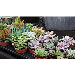 Succulent Plant Soil, Natural All-Purpose Cactus, Aloe Vera, and Succulent Potting Soil, 1 Quart Sized Bag, Premium Fast Draining Mix