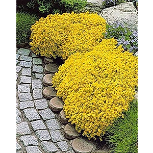 2000+ Yellow Creeping Thyme Seeds for Planting Thymus Serpyllum - Heirloom Ground Cover Plants Easy to Plant and Grow - Open Pollinated