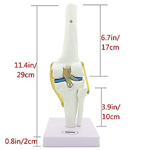 Knee Joint Simulation Model Medical Anatomy Human 1:1 Life Size
