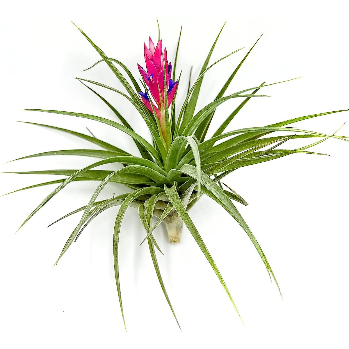 ragnaroc Air Plants - Flowering Tillandsia Stricta Large 5" - 1ct - Live Arrival Guaranteed - House Plants for Home Decor & Gift