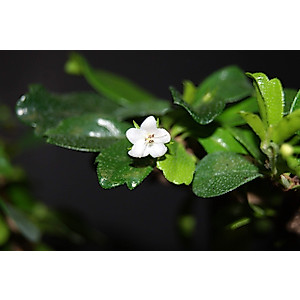 Indoor Bonsai, Fukien Tea, Flowers Constantly, 10 Years Old, S Trunk Style. Free Watering Tray.