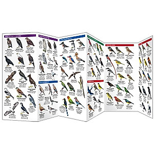 East Africa Birds: A Folding Pocket Guide to Familiar Species in Kenya, Tanzania & Uganda (Nature Observation International)