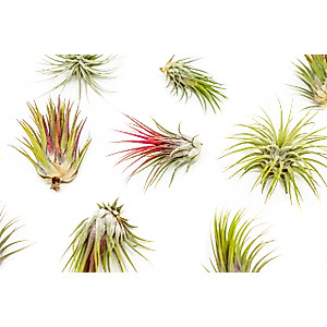 50 Pack Large Air Plants Tillandsia Ionantha Guatemala - Live Succulent House Plants - Available in Wholesale and Bulk - Home and Garden Decor - Easy Care Indoor and Outdoor Plants