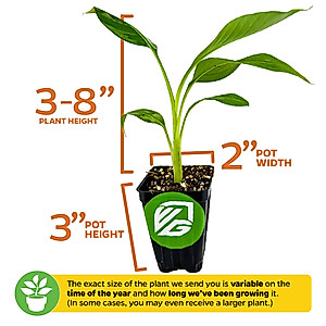 Dwarf Kokopo Banana Plant - Musa acuminata by Wellspring Gardens - Swift Fruiting, Exquisite Taste, Orange-Tinted Pulp, Container and Outdoor Growth, Vitamin A and Beta Carotene-rich Banana