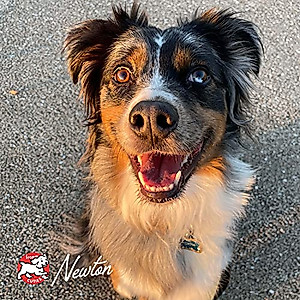 Fromm Adult Gold Premium Dry Dog Food - Chicken Recipe - 30 lb