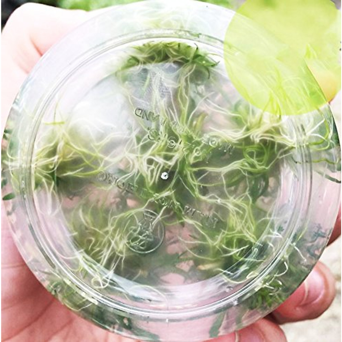 Greenpro Cryptocoryne Parva Freshwater Live Aquarium Plants TC Cup Fish Tank Decoration