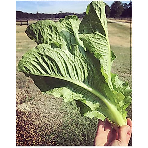 Halden Garden Lettuce Romaine Green Organic (Grows Well Everywhere)