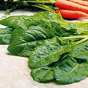 "Perpetual" Spinach Seeds for Planting, 300+ Heirloom Seeds Per Packet, (Isla's Garden Seeds), Non GMO Seeds, Botanical Name: Beta vulgaris subsp. vulgaris, Great Home Garden Gift