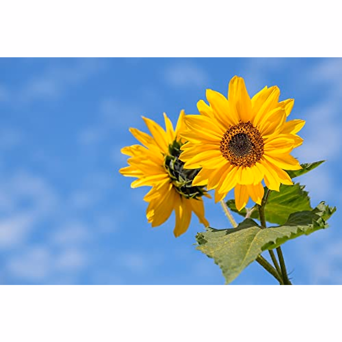 Set of 50 Assorted Flower Seed Packets! Flower Seeds in Bulk - 10+ Varieties Available!