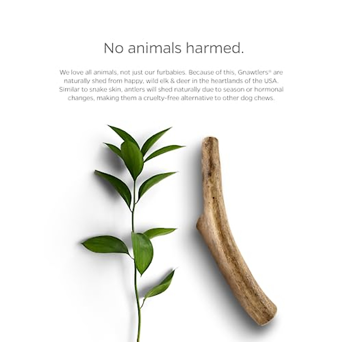 Pet Parents® Gnawtlers® - Premium Elk Antlers for Dogs, Naturally Shed Elk Antlers, All Natural Elk Antler Dog Chew, Specially Selected from The Heartland Regions (Large)