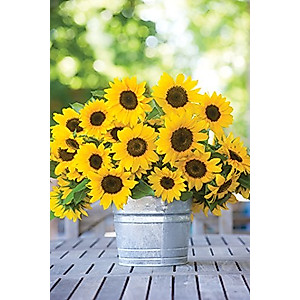 Burpee Sunny Bunch Sunflower Seeds 25 seeds