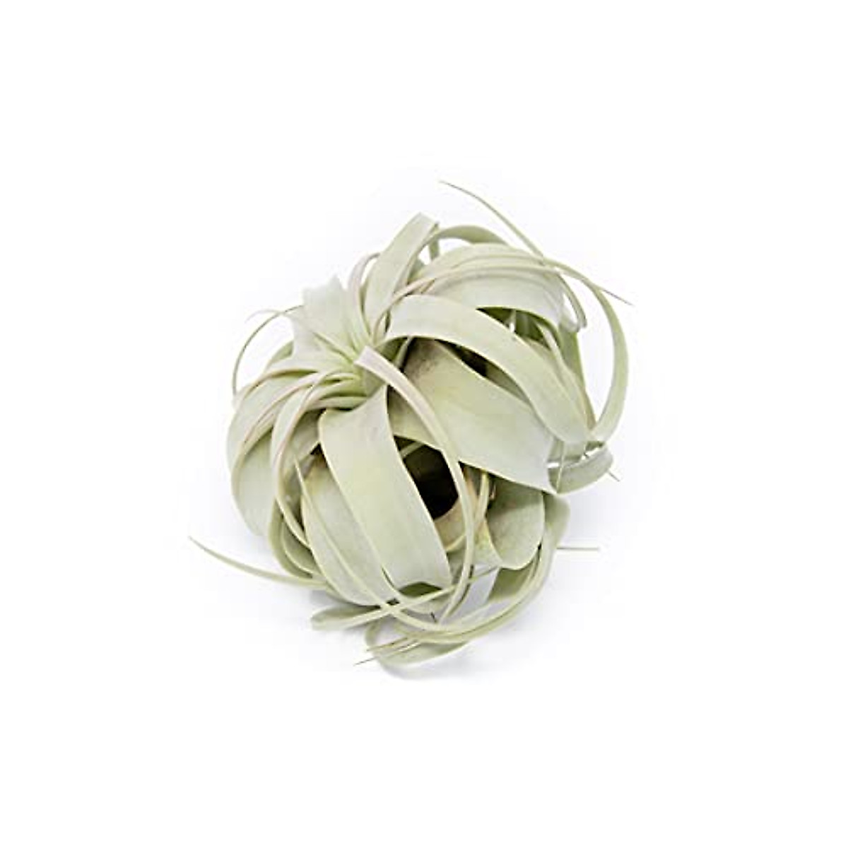 Large Xerographica Air Plants 5 to 7 Inch Wide - Air Plants Live Tillandsia Succulent House Plants Holders - Available in Wholesale and Bulk Air Plant - Home and Garden Decor - Easy Care Indoor and Outdoor Plants (1 PC)
