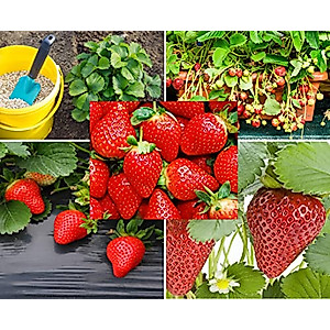 200+ Red Climbing Strawberry Seeds for Planting - Easy to Grow Everbearing Garden Fruit Seeds - Ships from Iowa, USA