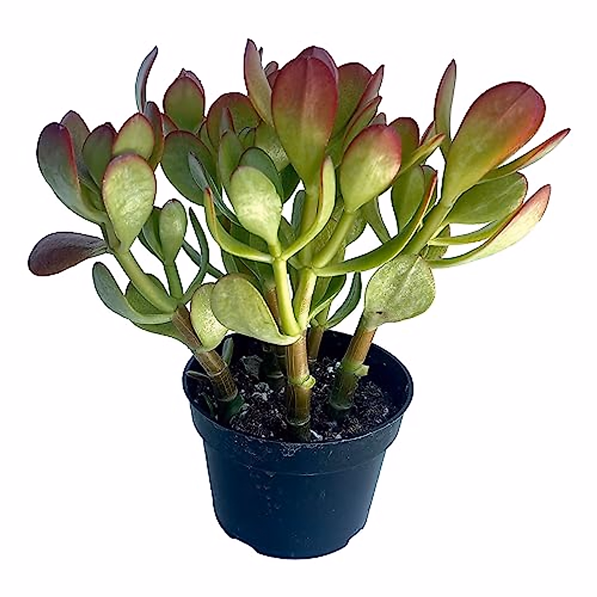The Waterspout Southern California Large Rooted Jade Plant 10" inch Tall Succulent Cacti Live Plants Pot (Crassula Ovata 'Lucky Money Plant')