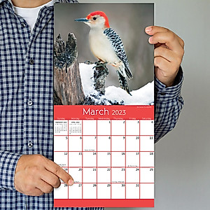 TF PUBLISHING Backyard Birds Mini Calendar 2023 | 2023 Wall Calendar 12 Month Large Grid 2023 Calendar Wall | Premium Wall Calendar 2023 Monthly | Planners + Calendars 2023 Office Calander 2023 7"x7"