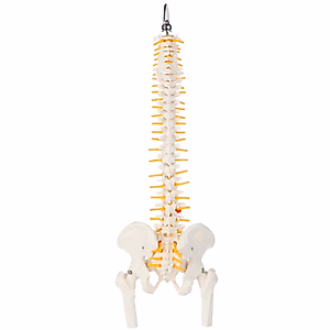 Axis Scientific 15.5" Mini Spine Model with Vertebrae,Nerves,Arteries, Lumbar Column,Male Pelvis - Human Anatomy Model for Education & Study - Includes Stand/Product Manual - Plastic Spine Model