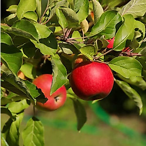 CHUXAY GARDEN Miniature Apple Tree Seed 10 Seeds Dwarf Apple Fruit Plant Heirloom High Yield Flourishing Perfect for Containers