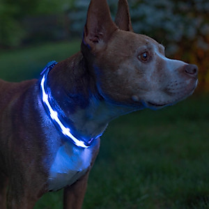 Blazin Brightest Light Up Dog Collars - The Original LED Dog Collar with 1,000 Feet of Visibility - USB Rechargeable Waterproof Dog Collar Light - Dog Lights for Night Walking - USA Brand