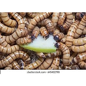 The Mad Jungle 100 Mixed Medium/Large Superworms Live Arrival Guaranteed, medium/large mixed