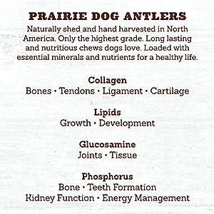 Prairie Dog | Deer Antler Chew | Naturally Shed - Hand Harvested in North America | X-Large | 8-9"