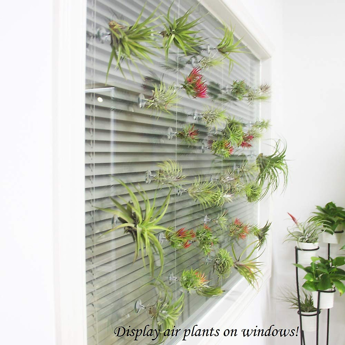 Tillandsiart 10 Pack Vertical Air Plant Holder (Suction Cup, Stainless Steel Tillandsia Air Plant Planter) A Unique Set of Air Plant Containers for Creating Tillandsia Art Display on Window. (Small)