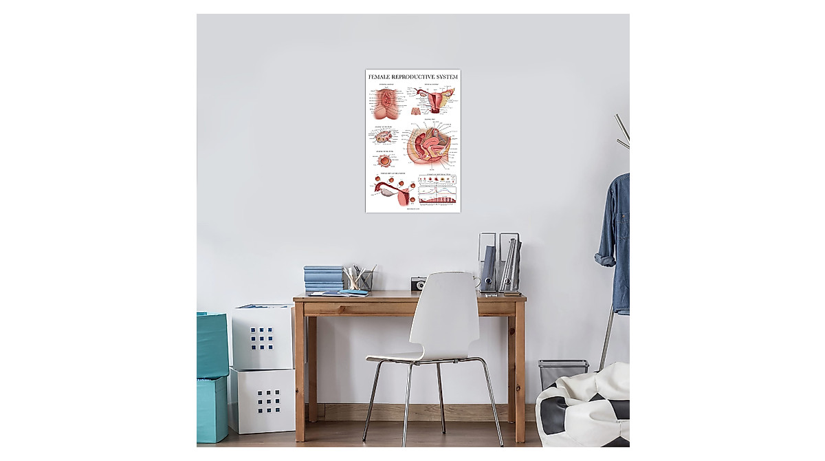 Female Reproductive System Anatomical Chart - Laminated 18x24