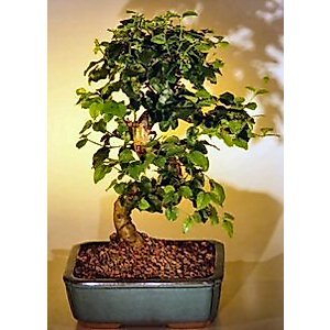 Bonsai Boy Flowering Ligustrum Bonsai Tree with Curved Trunk-Medium ligustrum lucidum