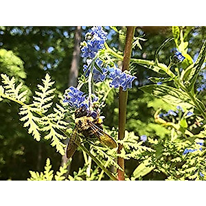 Backyard Safari Company Grow Gardens, Honey Bee Habitat