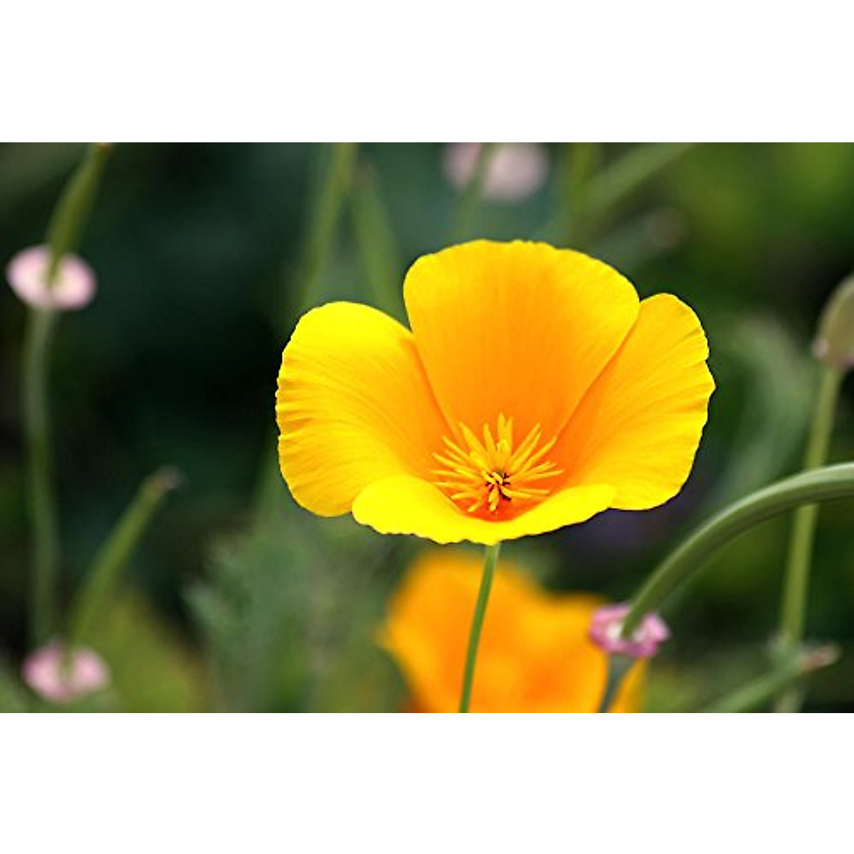 Golden Yellow California Poppy Flower Seeds for Planting, 2000+ Seeds Per Packet, (Isla's Garden Seeds), Non GMO & Heirloom, Scientific Name: Eschscholzia californica, Great Home Flower Garden Gift