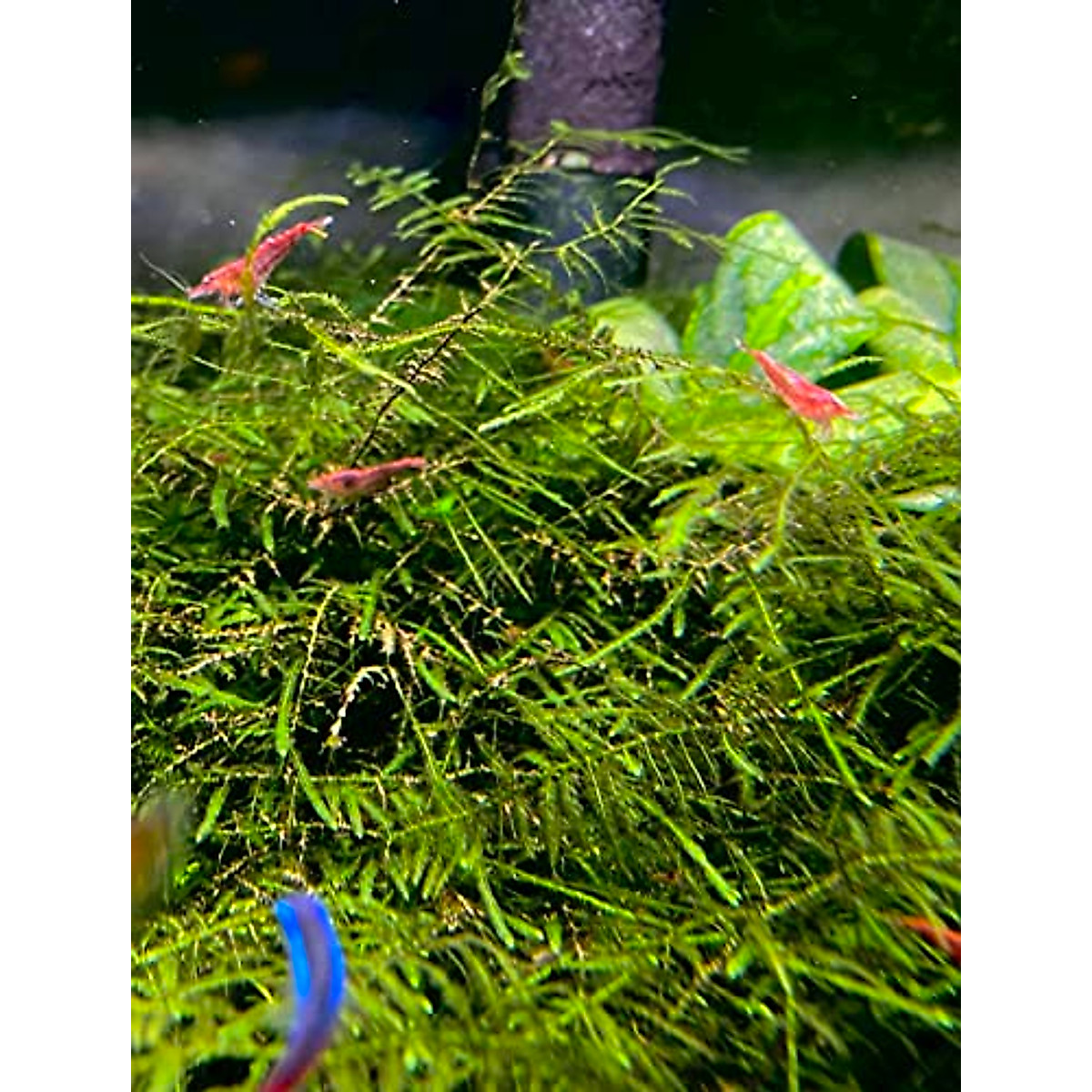 Christmas Moss Vesicularia Montagnei Live Freshwater Aquarium Plants Buy 2 Get 1