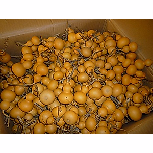 WellieSTR 50-Pack Tiny Natural Dry Gourd Bottle Gourd,4-6.5cm Gourds Mini Cute