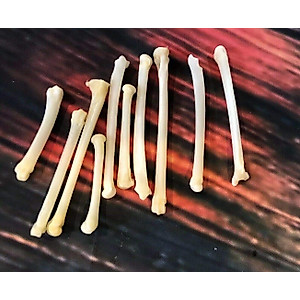 10 Real Red Fox Paw Bone Mountain Man Craft Supply Jewelry Earring Gothic Claws