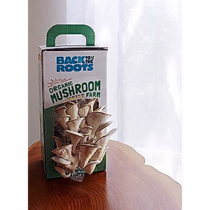 Back to the Roots Organic Oyster Mushroom Grow Kit, Harvest Gourmet Mushrooms In 10 Days