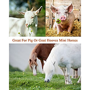 long river 8 inch Farrier Tool Kits （5 Piece） Mini Rasp Hoof File Equine Metal Shears Farriers Hoof Nipper for Goat Pig