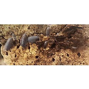 23.99 (15+) Powder Blue Isopods Porcellionides Pruinosus, Clean Up Crew