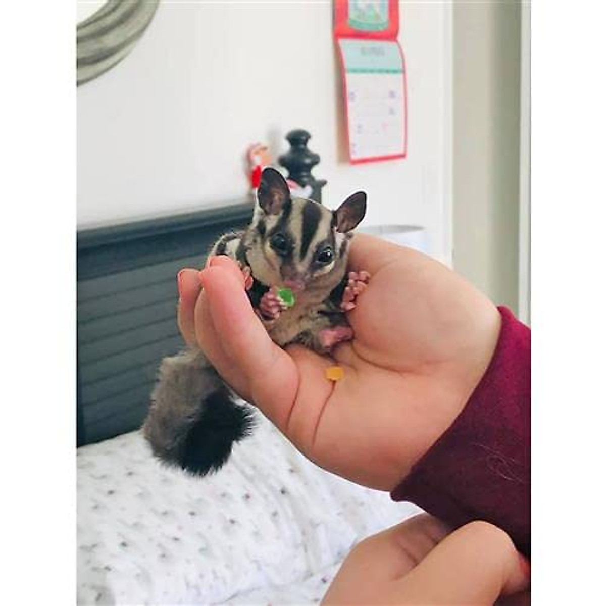 Treat Assortment 3 Pack - Pet Treats with Mix of Dried Fruits, Dried Insects, & Other Crunchies - for Sugar Gliders, Hedgehogs, Squirrels, Rabbits, Marmosets, Rats, Hamsters - Sample Variety