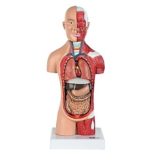 Axis Scientific 14-Part Unisex Micro Torso Anatomy Teaching Model, Includes Teaching Booklet