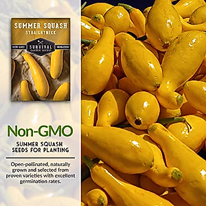 Survival Garden Seeds - Straightneck Summer Squash Seed for Planting - Packet with Instructions to Plant and Grow Yellow Squash in Your Home Vegetable Garden - Non-GMO Heirloom Variety