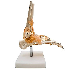 Life Size Human Foot Joint Model with Ligaments Human Anatomical Teaching Model
