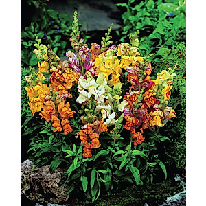 Burpee Tutti Frutti Snapdragon Seeds 60 seeds