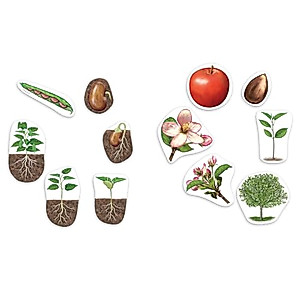 Learning Resources Giant Magnetic Plant Life Cycle - 12 Pieces, Science Exploration Activities for Kids, Homeschool and Classroom Science Supplies