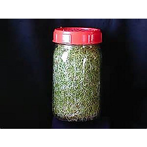 Non-GMO Broccoli Seeds for Sprouting Sprouts Microgreens (12oz of Pure Seed (60000+Seeds)). Country Creek LLC. Brand.