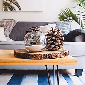 Shop Succulents Bromeliad Collection Hand Selected Variety of Tillandsia Ionantha, Purifying Live Indoor Air Plants