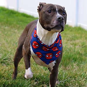 Marvel Spiderman Officially Licensed 2 Pack Pet Bandanas - I Am Spiderman & Spidey Logo Dog & Cat Bandana Set - Super Hero Costume Scarf Fits Dogs, Cats & Puppies Size Large & X-Large (Collar 32"X14")