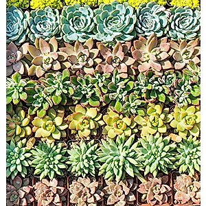 Live Succulent Plants (5 Pack), 2" Live Succulents Fully Rooted in Grower Pots, Succulent Plants Live, by The Succulent Cult