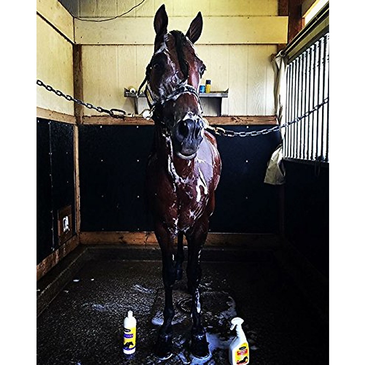 Manna Pro Corona Detangler & Shine Conditioner for Horse, 32 oz