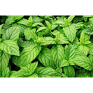 Peppermint (Mentha × piperita) 30mg Seeds for Planting, Marathi, Vilayati pudina, Asian Mint, Chinese Peppermint “Bohe”, Open Pollinated, Non GMO, Vegetable Garden