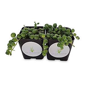 String of Pearls Succulents Senecio Rowleyanus (2 Pack in 2" Pots …)